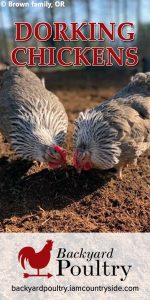 Dorking Chicken - Breed Profile - Backyard Poultry